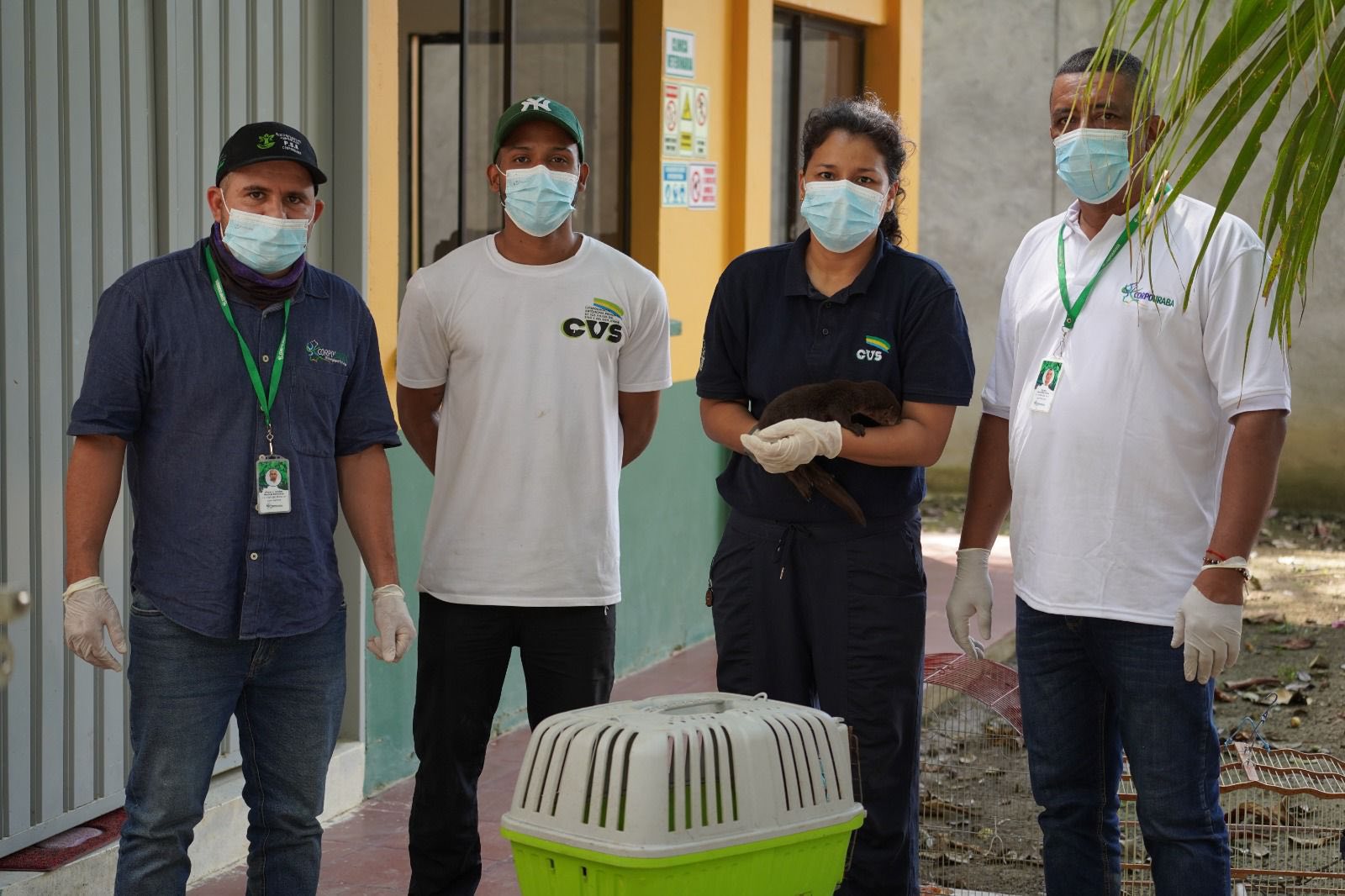 CORPOURABA entregó una nutria juvenil a la CVS para su recuperación y ...
